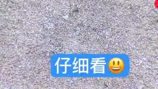 200倍显微镜下的血液,竟然还在流动
