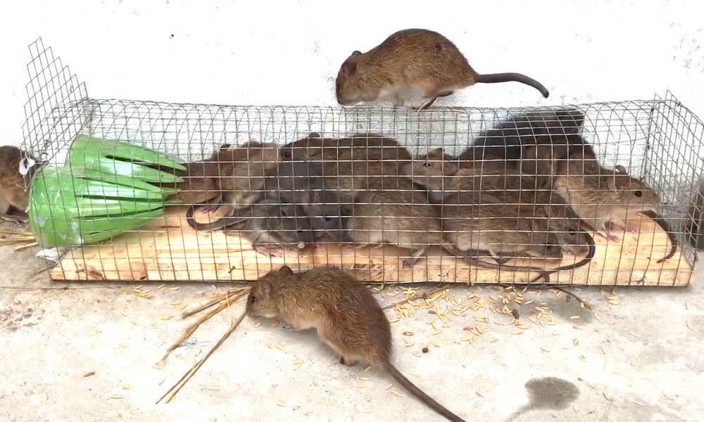 苦大仇深牛人自制捕鼠神器,白天捕鼠12只,10元成本贵吗?