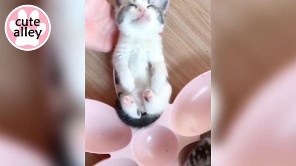 可爱的小猫 | 让你的心温暖而柔软 奶猫合集