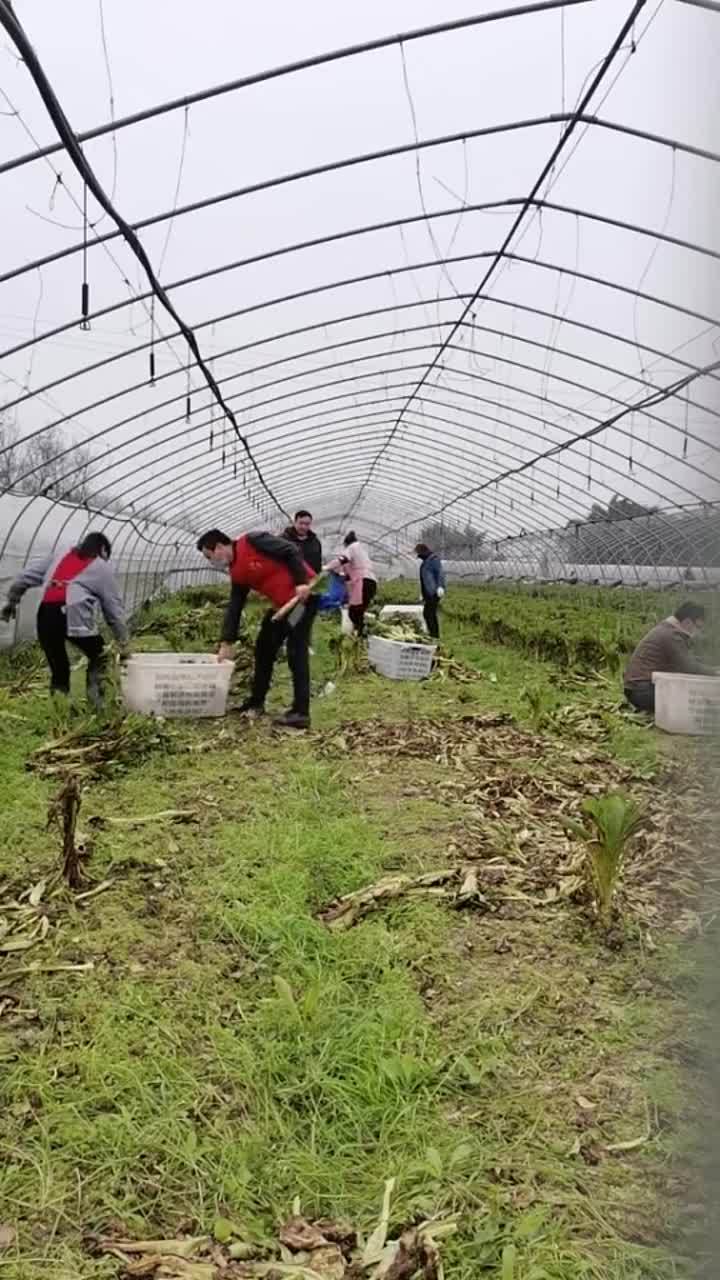 我们志愿者承担物流人工损耗亏损但菜农是捐献还是成本价是他们自愿...