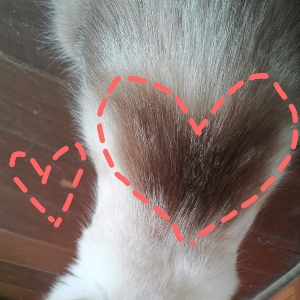 月亮的秘密基地 