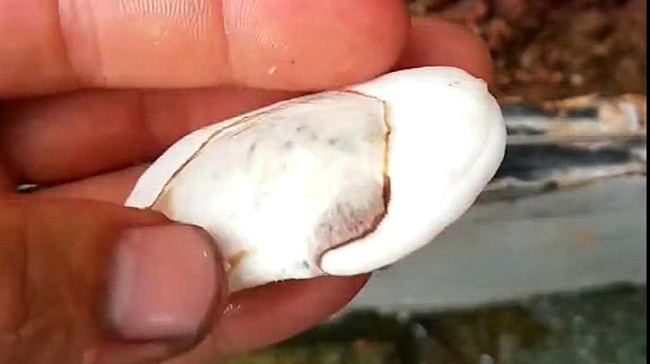 高手的盆栽芒果种植教程,五步就让你轻松学会