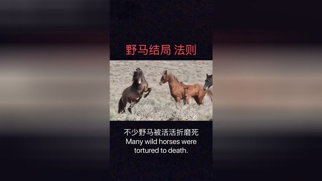 野马结局法则启示:情绪管理的重要性… 电商 #创业正能量