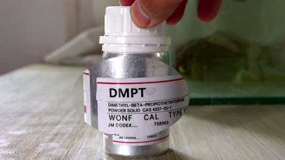 20块1瓶DMPT,水下超清验证结果:假货概率大于50%