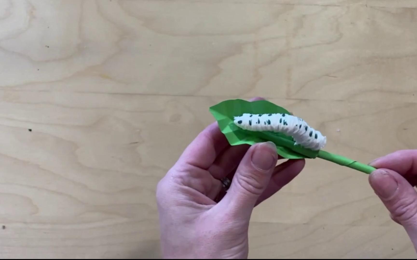 儿童自然教育手工课程-在家做一只毛毛虫