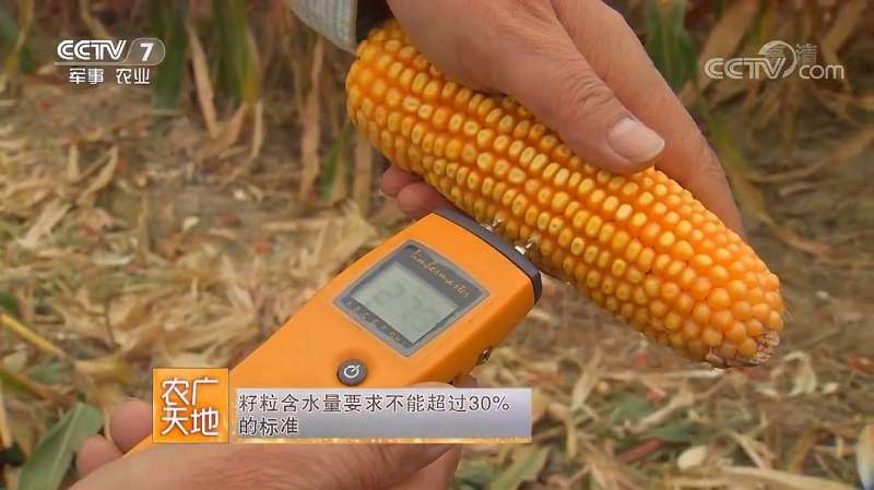 为什么这种玉米的含水量这么低呢?原因竟然是这样!