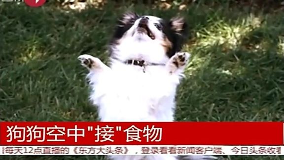 各种狗狗表演空中接 食物