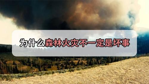 为什么森林火灾不必定是坏事?科学家:火灾能让森林充满更多水