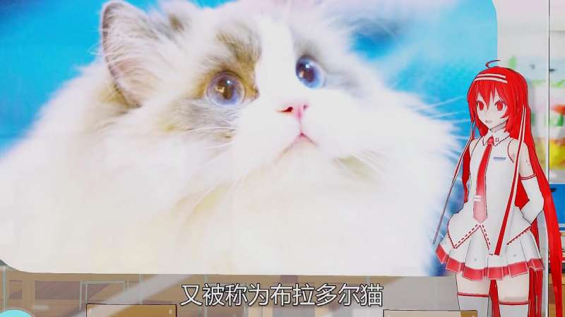 布偶猫的品种鉴别方法,只有10%的铲屎官能分辨出来,你能做到吗