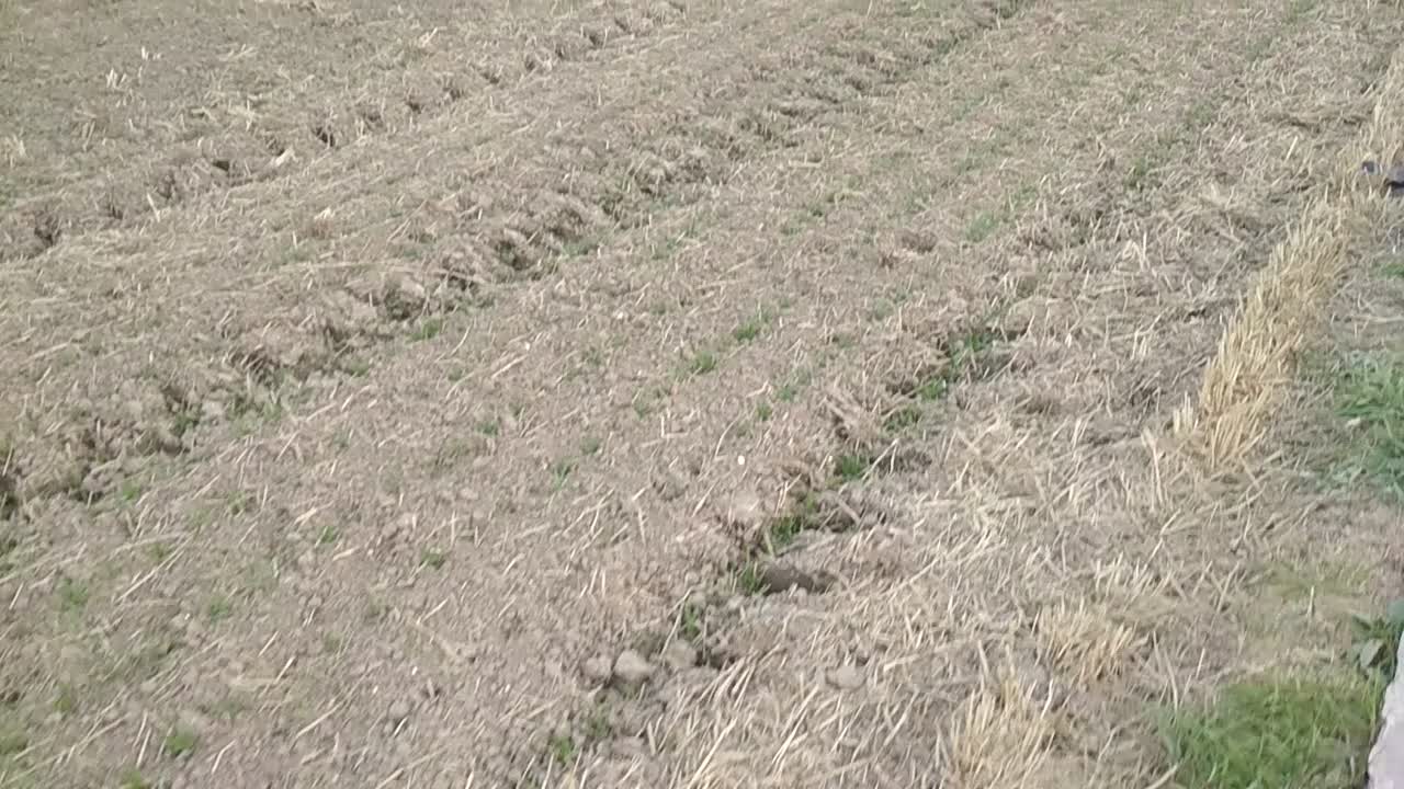 小麦穴直播技术#小麦水稻旱直播联合播种机#水稻旱直播