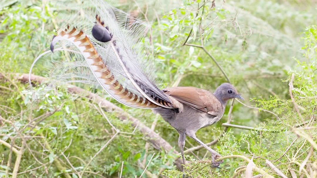 世界上最会模仿的鸟,任何声音都能学会,靠歌声找对象!
