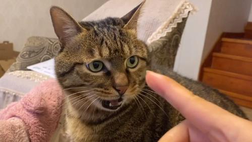 不愧是狸花猫,撒娇都这样与众不同,又萌又凶