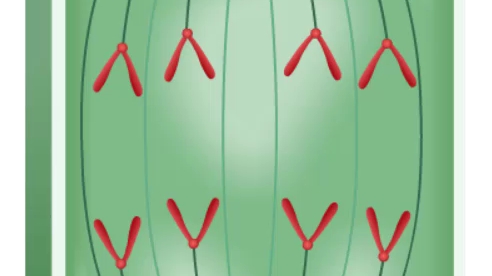 植物细胞的有丝分裂