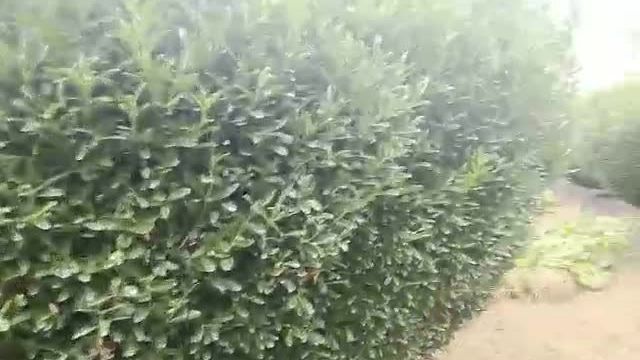 “传承树″作为几百年以上的文化传承与精神传承的载体