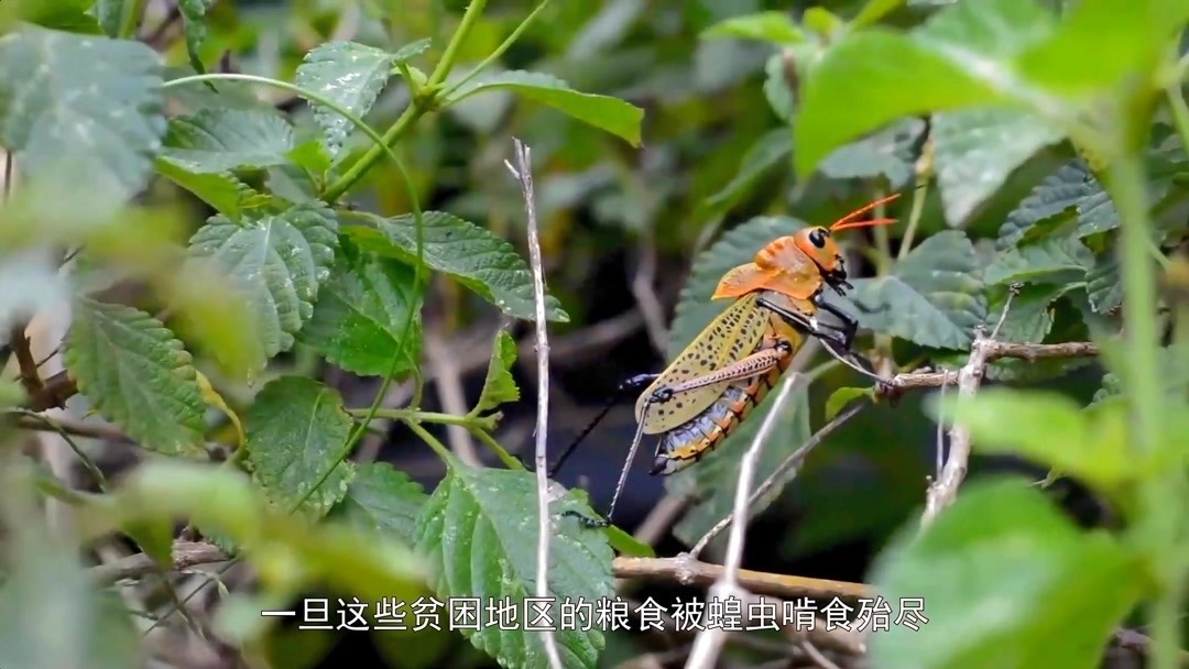 全球变暖、蝗灾,一场危及75亿人的灾难要来了?