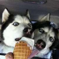 小鱼和摄像的逗比日常 