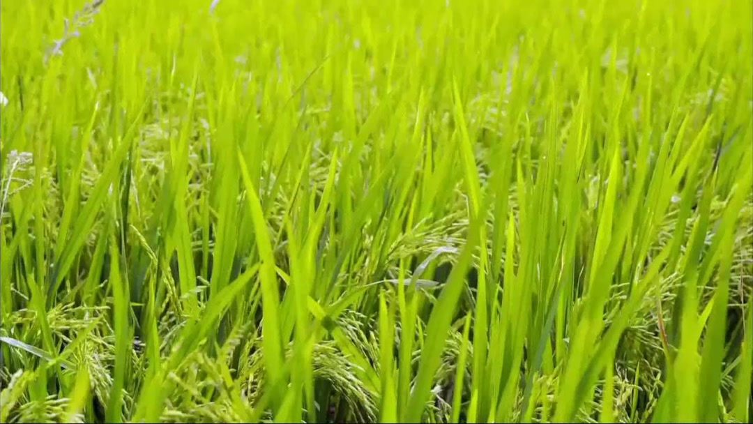 水稻肥料化肥宣传片广告视频制作