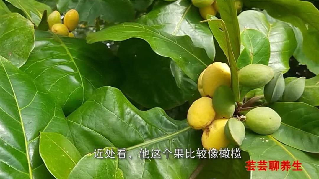 山枇杷的果实、树皮、叶子都可以入药,有不同功效,来了解一下