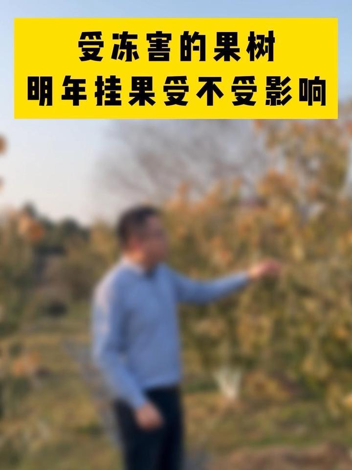受冻害的果树,明年的挂果会不会受影响#冻害 #果树种植 #来抖音学...
