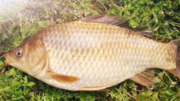 春季鲫鱼很是特别,有调理肠胃之功效,你知道吗?