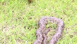 农村俩放牛娃在草地上搞大蟒蛇,十分钟就抬着回家了