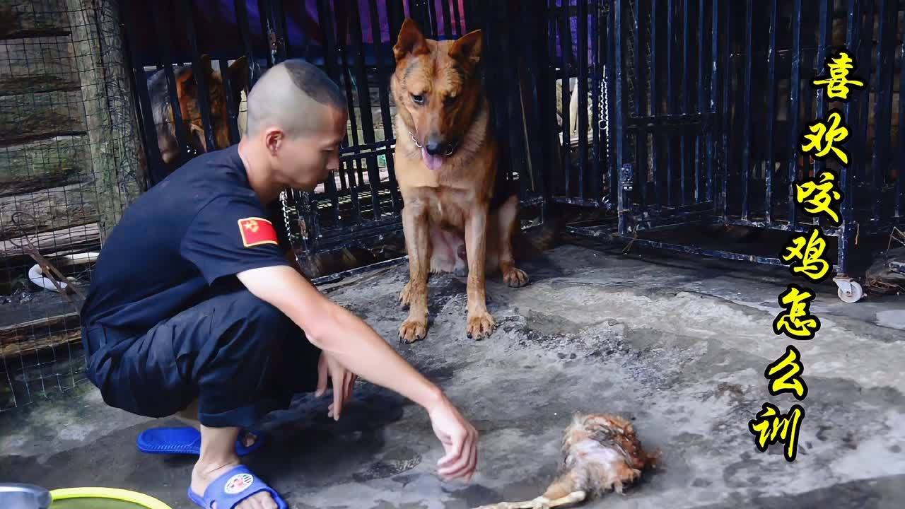 狗狗喜欢咬鸡怎么训?养犬多年的我是这样训练的