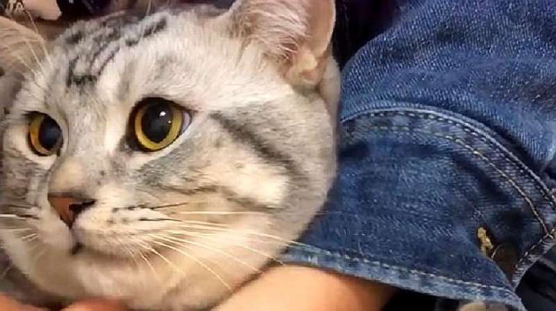 超级会撒娇的小猫咪,怎么会这么爱撒娇啊,太萌了吧