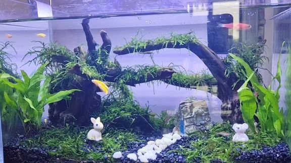 童话森林#草缸造景 #玻璃缸中的大自然 #鱼ߐ� #水草缸