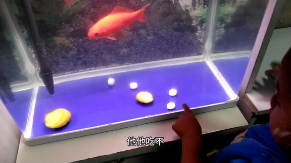 农村小伙给鱼缸换水,不用嘴吸管子都出水,媳妇从没见识过!