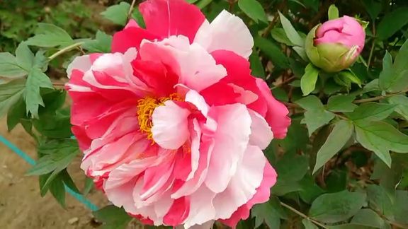 单色花,双色花,棵棵都是牡丹花!