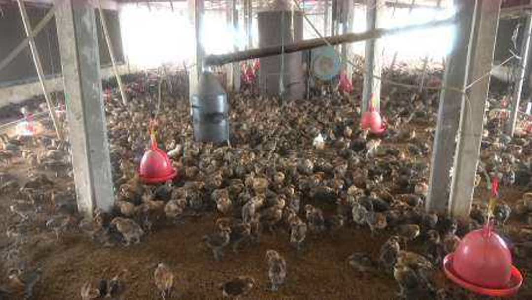 传统养殖场怎么解决氨气问题,教你一个小窍门,不降温快速排氨气