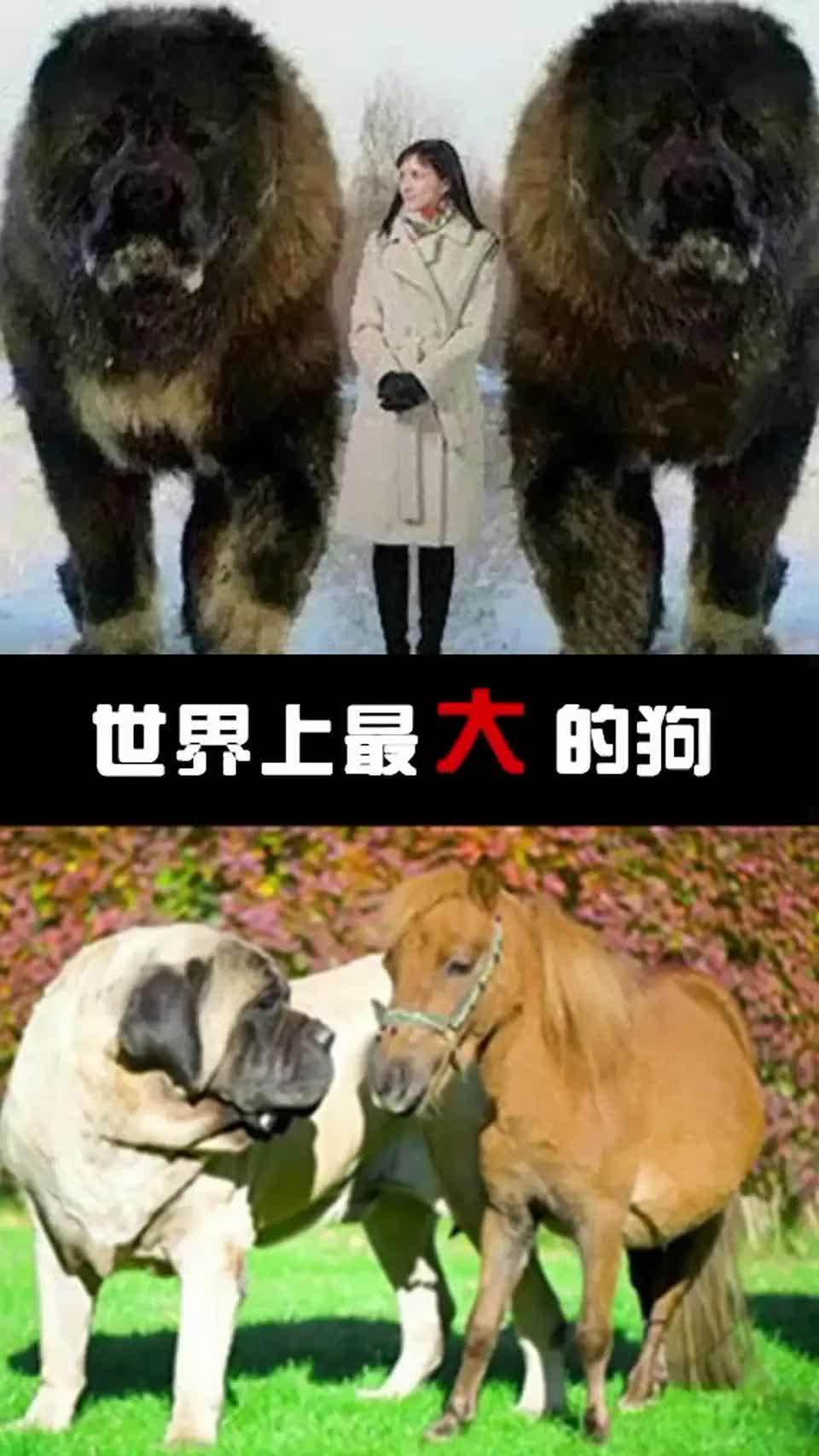 世界上最厉害的狗,1分钟就能打败藏獒