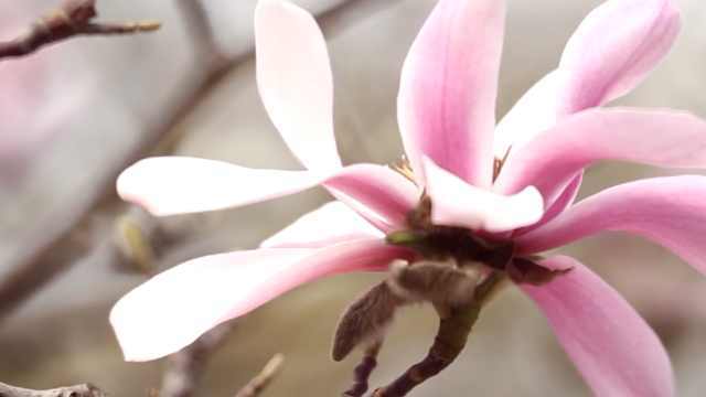 全球仅1株!陕西400多岁古旱莲开花