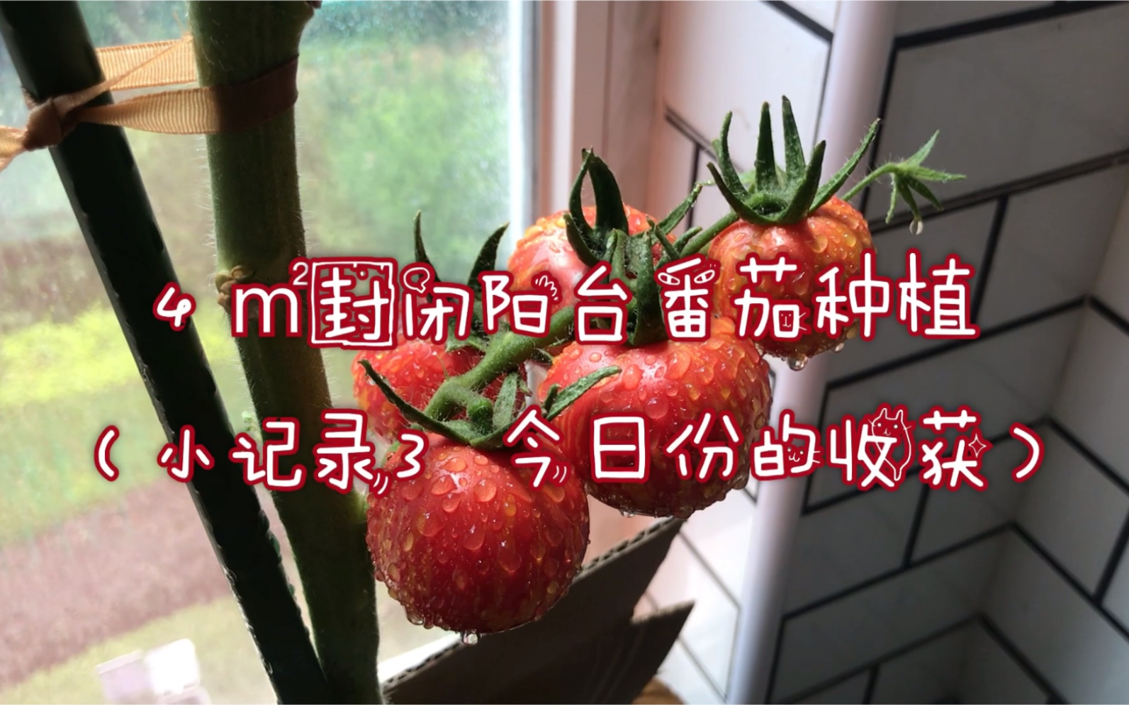 4㎡封闭阳台番茄种植(小记录3 今日份的收获)