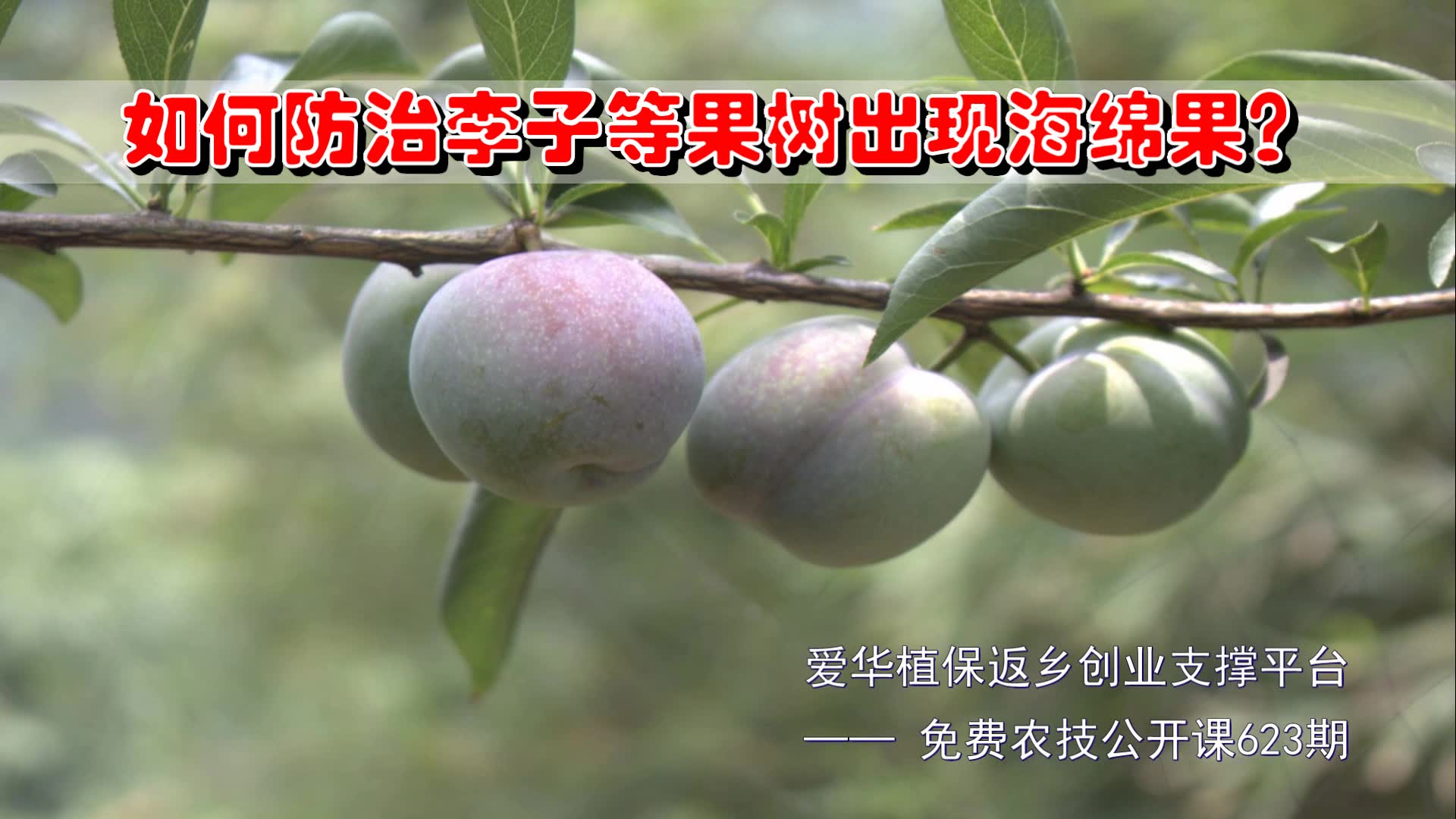 如何防治李子等果树出现海绵果、空洞果——淘宝店铺:康庄之恋