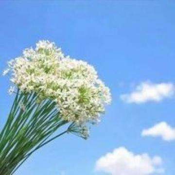 游玩之巅 