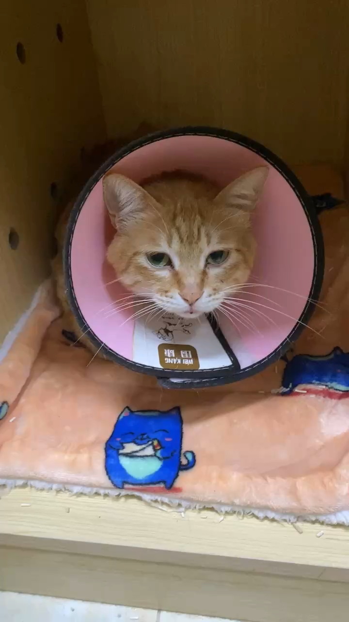 生病住院的小可怜ߥ� 前几天发现猫猫跑厕所很频繁 但是猫砂却意外...