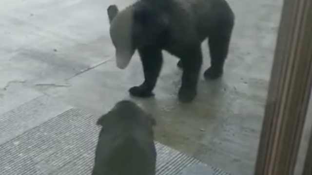 3个月小狗狂吠吓跑闯管护站黑熊:刚满月时就不怕熊