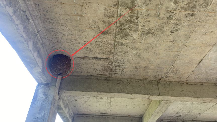 奶奶被房子屋顶的什么动物咬了,存在安全隐患,实在不行只能报警