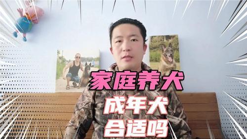 142-家庭养犬可以选择直接养成年犬吗?