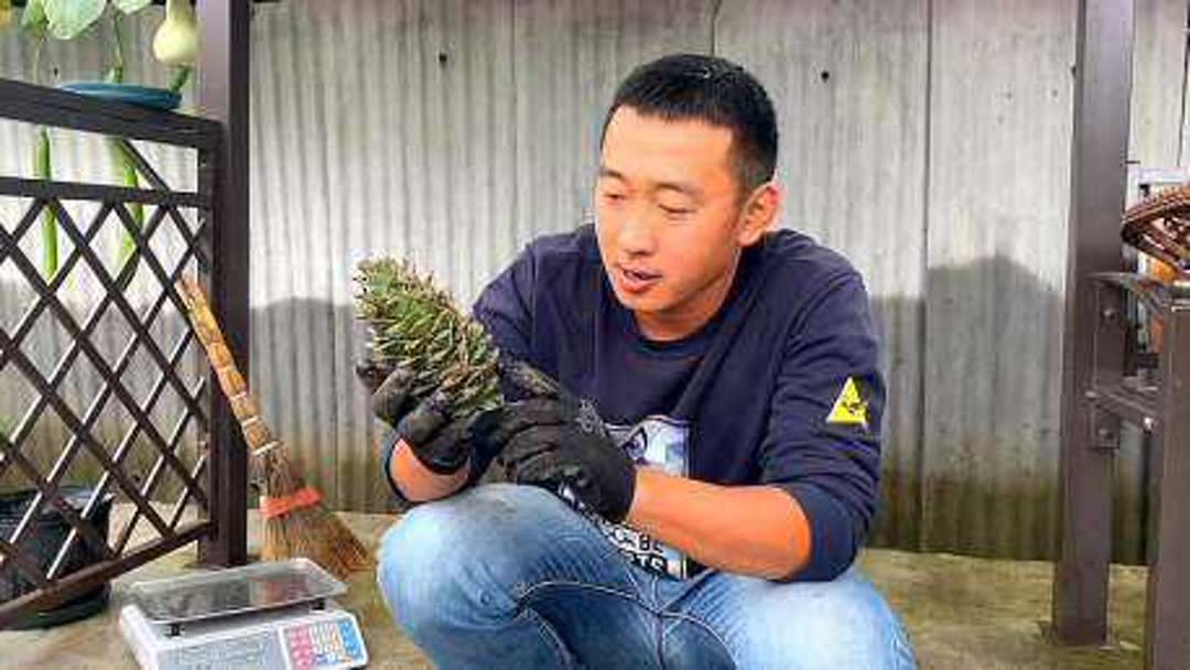 东北红松树的果实,一个大松塔可以剥出多少松子,出籽率真高