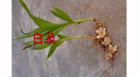 白芨种苗_13737801960_野生白及种子_白芨的功效与作用_白及栽培...