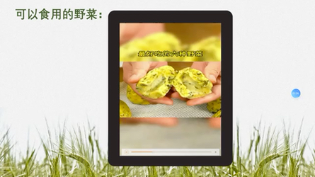 劳动课课件ppt 开辟一片小菜园之认识常见杂草