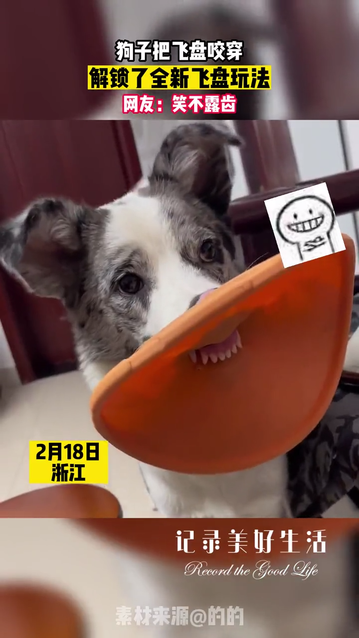 狗子把飞盘咬穿,解锁了全新飞盘玩法