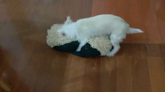 如果我有罪请让法律制裁我 而不是让你每天对着你睡的窝又咬又拱