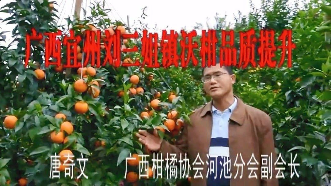 掌握这几个管理方法提升沃柑品质!拒绝花皮果!