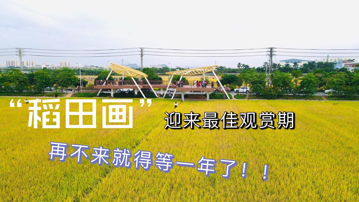 广东"创意稻田画"迎来最佳观赏期,正在秋收,再不来就得等一年
