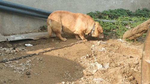 偷咬人的狗,看看它是什么表现,遇见了千万小心