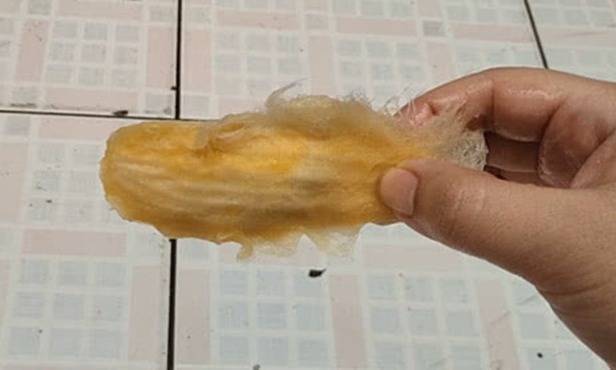 芒果核种进花盆中这么厉害,长出来的比绿萝、吊兰...