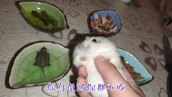 主人请仓鼠吃鸿门宴,什么东西让仓鼠看见就跑?主人拿刀你吃不吃